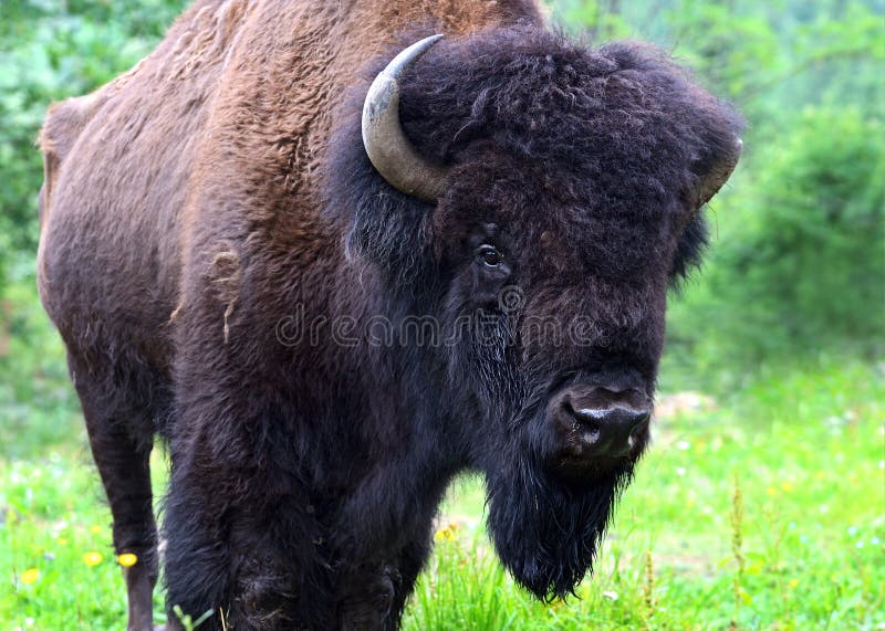 Bison stockbild. Bild von tier, gras, wildnis, haar, wald - 32385857