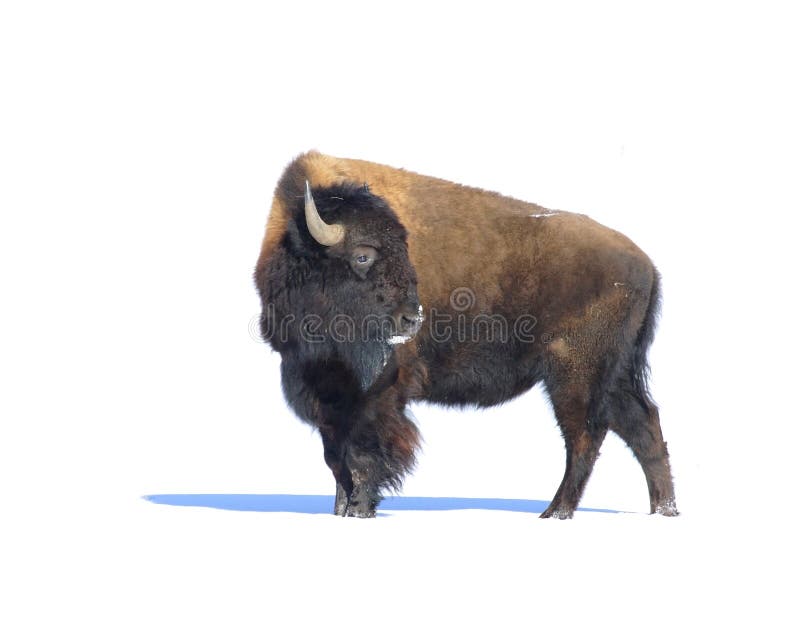 Colorado Bison stock image. Image of wild, nature, buffalo - 30737377
