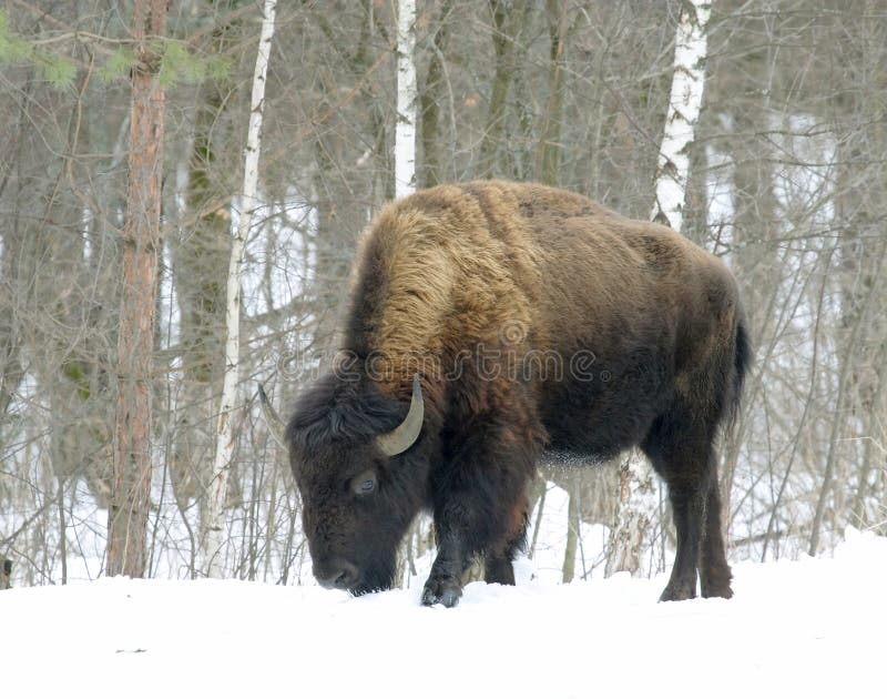 Wild European Bison,bull Male. Majestic Powerful Adult Aurochs Wisent ...