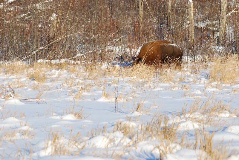 Bison stock photo. Image of animals, tree, spring, wildlife - 7617428