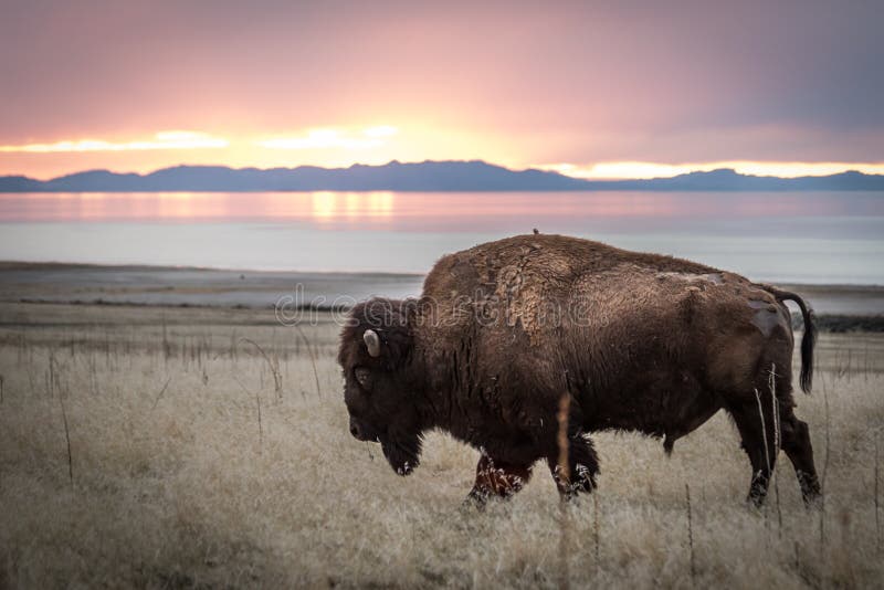 Bison Against a Lake Sunset Stock Image - Image of animal, wild: 190732337