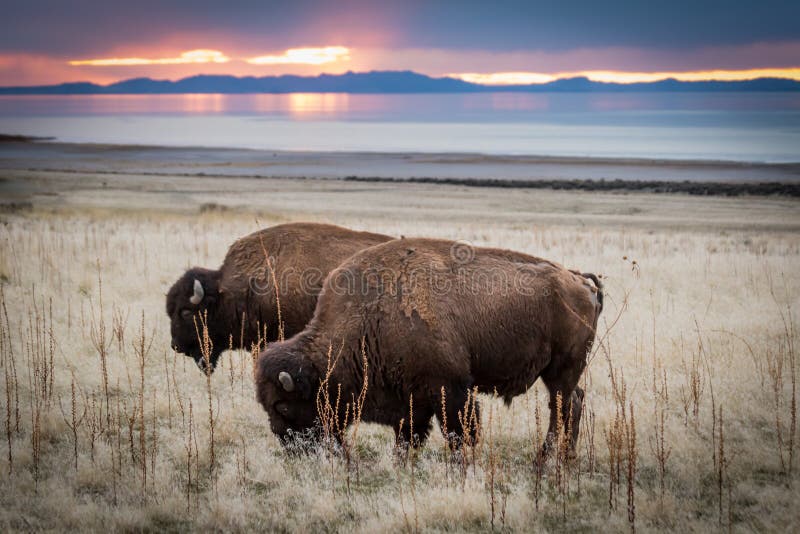 Two Bison Standing Against Sunset Stock Photo - Image of grazing, bison ...