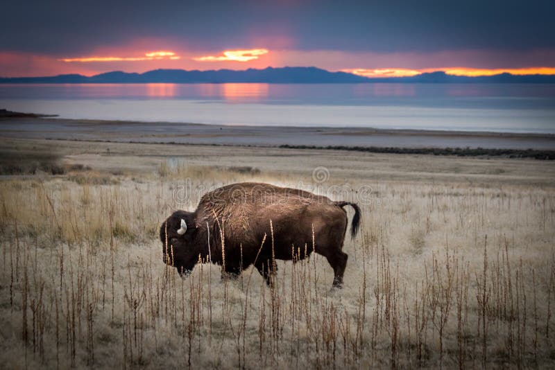 Single Bison Standing Against a Sunset Stock Photo - Image of sunset ...