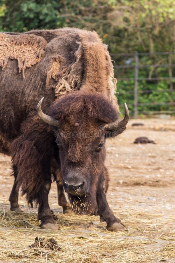 Bison in aggressive pose. stock image. Image of animal - 33757177