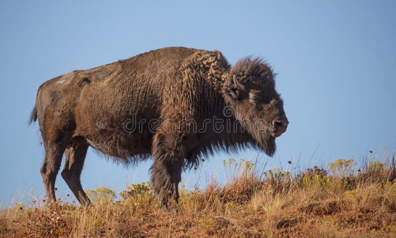 Bison Aka Buffalo Standing on Hillside with Blue Sky Stock Photo ...