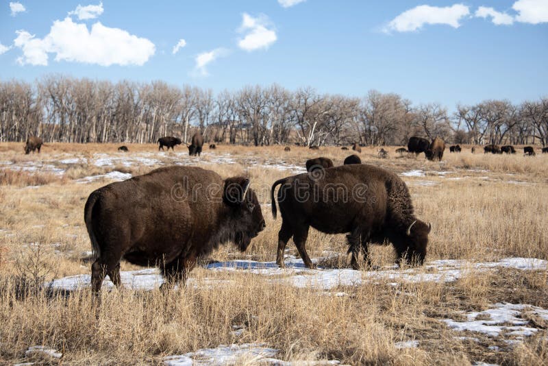 Two Bull Bison Grazing on Grassy Plains Stock Image - Image of bull ...