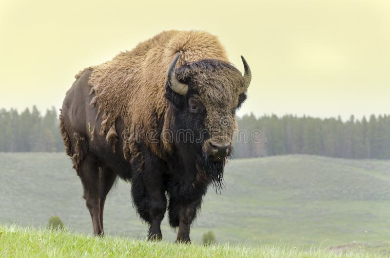 Thundering Herd of American Bison Stock Image - Image of hoofed ...