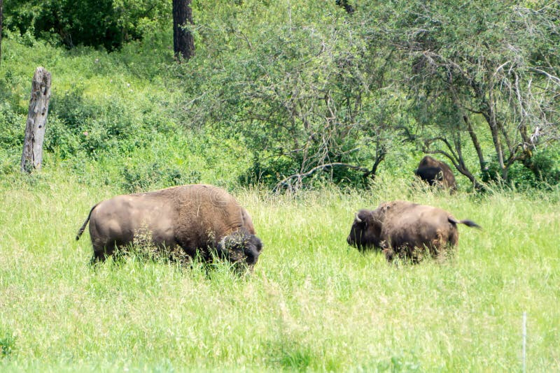 Bison Animal Farm in the Eastern Washington State Stock Photo - Image ...