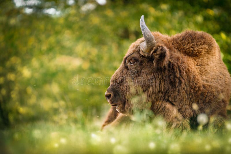 Bison Animal in Reservation Stock Image - Image of animal, autumn ...