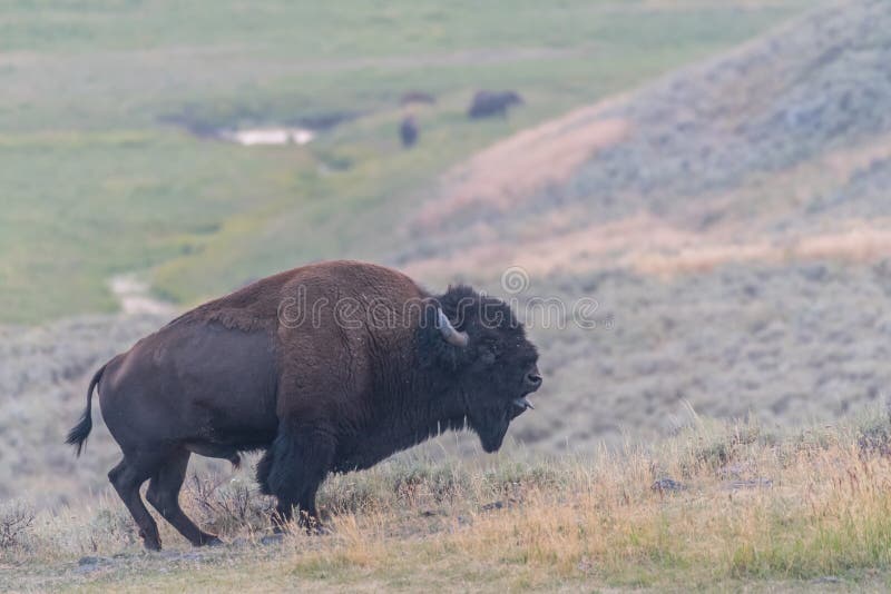 Bison Bellowing in Lamar Valley Stock Image - Image of profile, summer ...