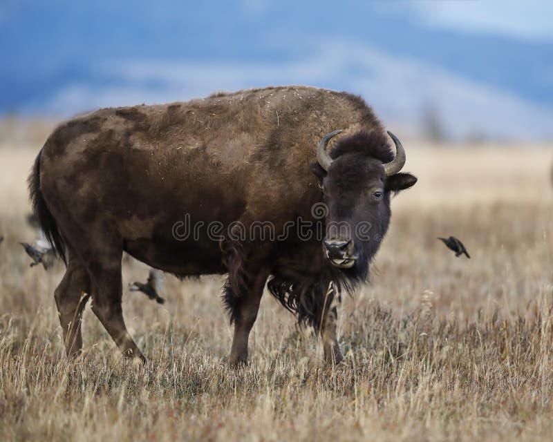 Bison and the birds stock image. Image of wild, grazing - 128456267