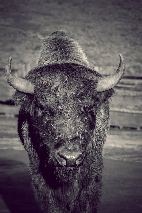 Bison Bison stock photo. Image of wildlife, steppe, valley - 31072886