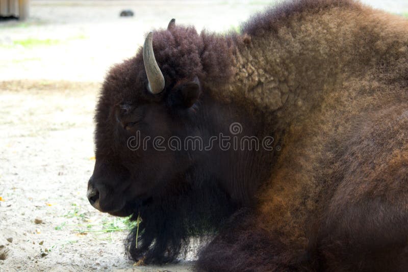 Bison stock photo. Image of fauna, beast, cattle, furry - 210417604