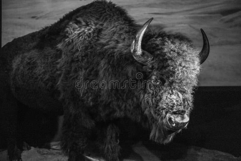 El bisonte blanco y negro foto de archivo. Imagen de parque - 88315058