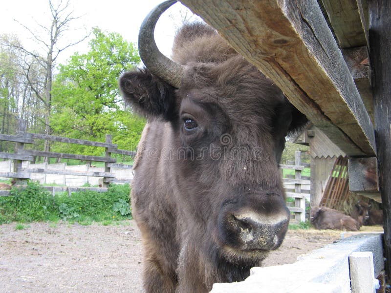 Bison Bonasus ( European Bison ) in the Field. Stock Photo - Image of ...