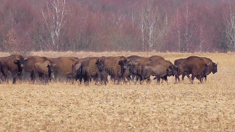 Bison Breeding. Herd of Bison. Maintaining a Population of Bison in the ...