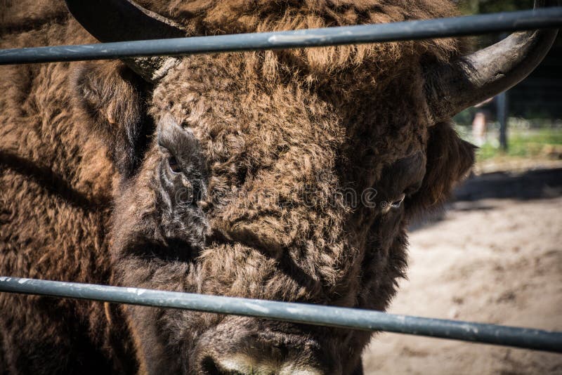 Bison stock photo. Image of animal, wildlife, brown, bison - 96025688