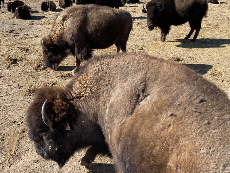 Buffalo eating stock image. Image of meadow, feeding - 11839605