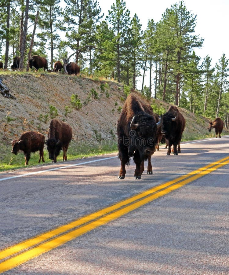 Bison in Custer State Park stock image. Image of graphic - 242180381