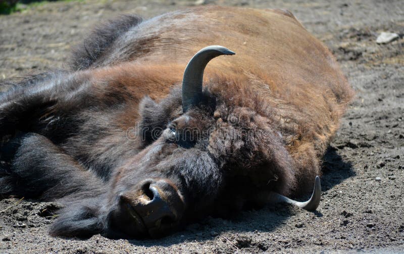 Bison Buffalo Sleeping in the Sunshine Stock Image - Image of resting ...
