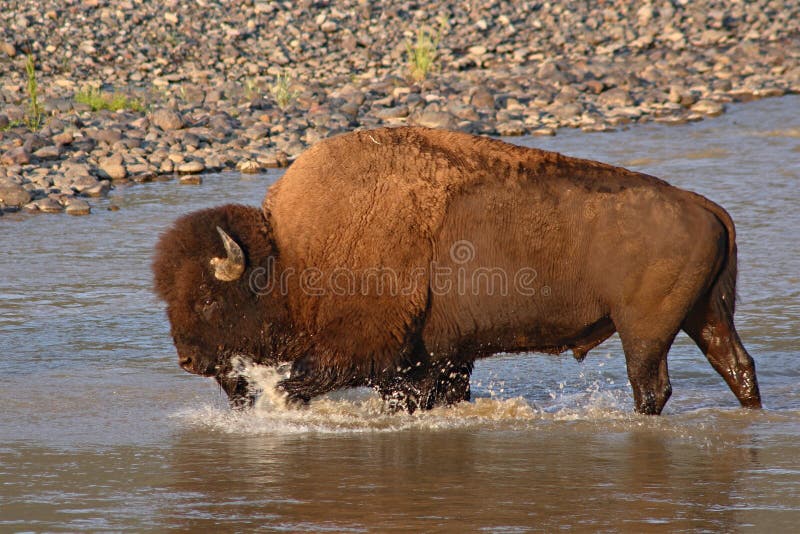 Bison Bull Crossing River stock photo. Image of national - 20153418