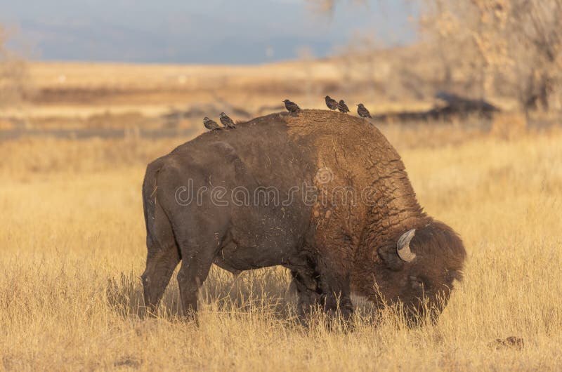 Bison Bull in a Meadow in Fall Stock Photo - Image of meadow, wild ...