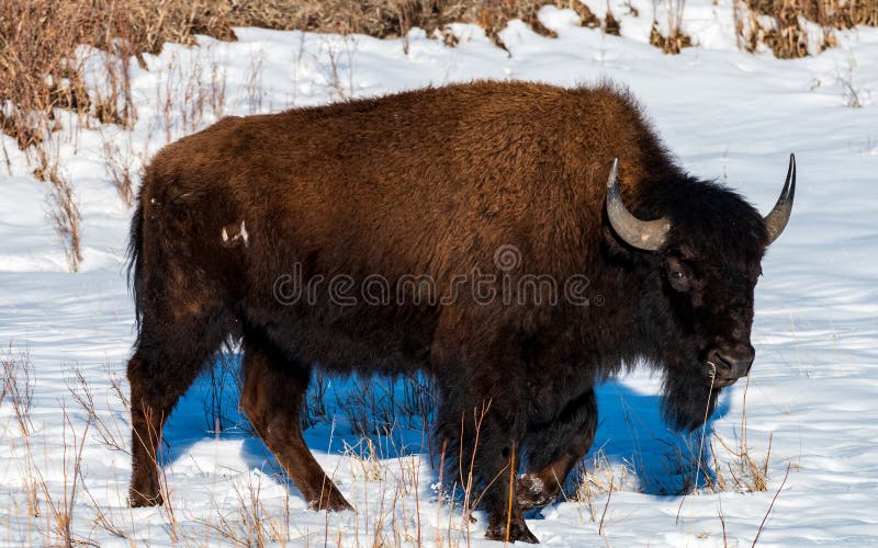 Bison Bull Walking in Snow stock photo. Image of outside - 275001202