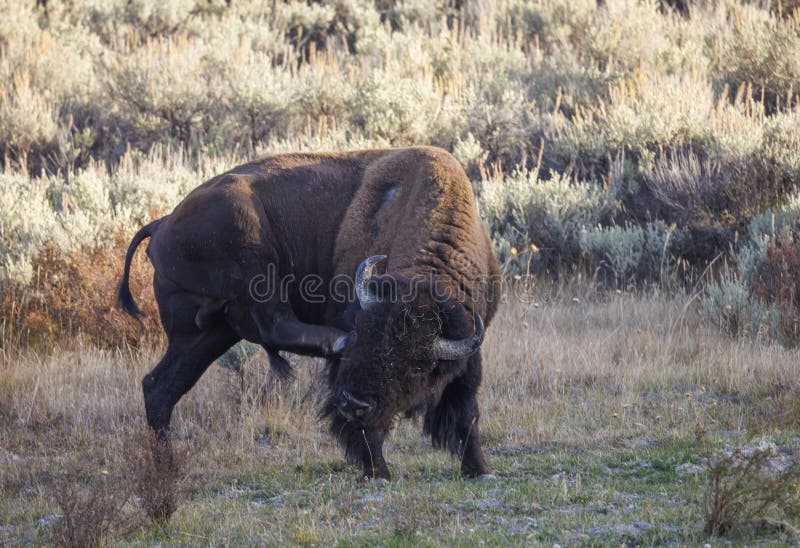 Bison Bull in Wyoming in Fall Stock Photo - Image of wyoming, wildlife ...