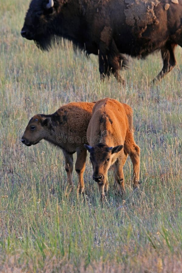 Bison calves stock photo. Image of horns, american, ranching - 6437134