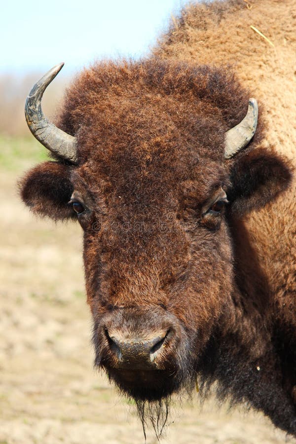 Bison, Cattle Like Mammal, Terrestrial Animal, Wildlife Picture. Image ...