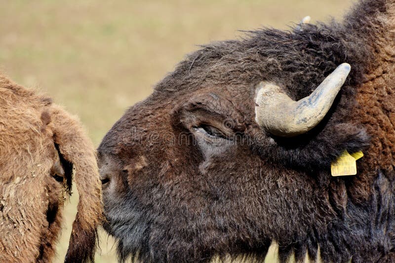Bison, Cattle Like Mammal, Terrestrial Animal, Wildlife Picture. Image ...