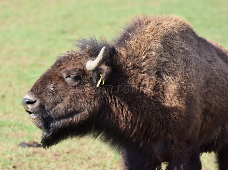 Bison, Cattle Like Mammal, Terrestrial Animal, Wildlife Picture. Image ...