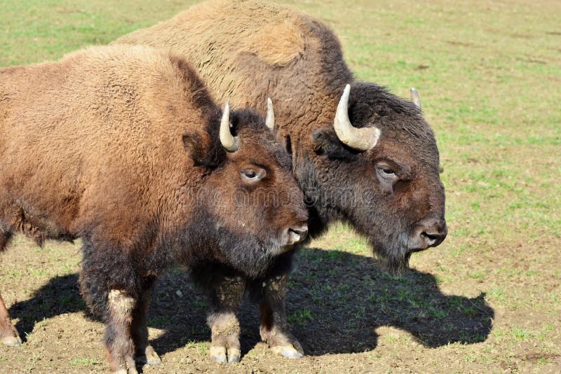 Bison, Cattle Like Mammal, Terrestrial Animal, Wildlife Picture. Image ...