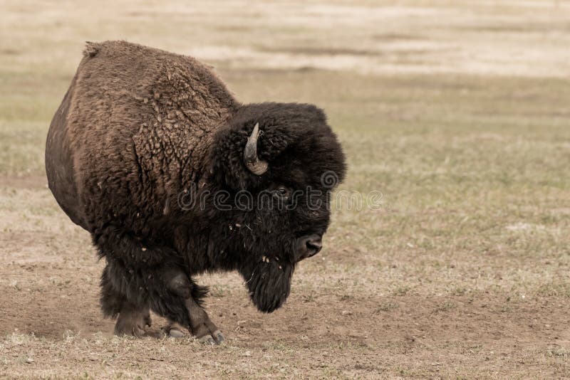 Bison Changes Direction while Walking Stock Photo - Image of bison ...