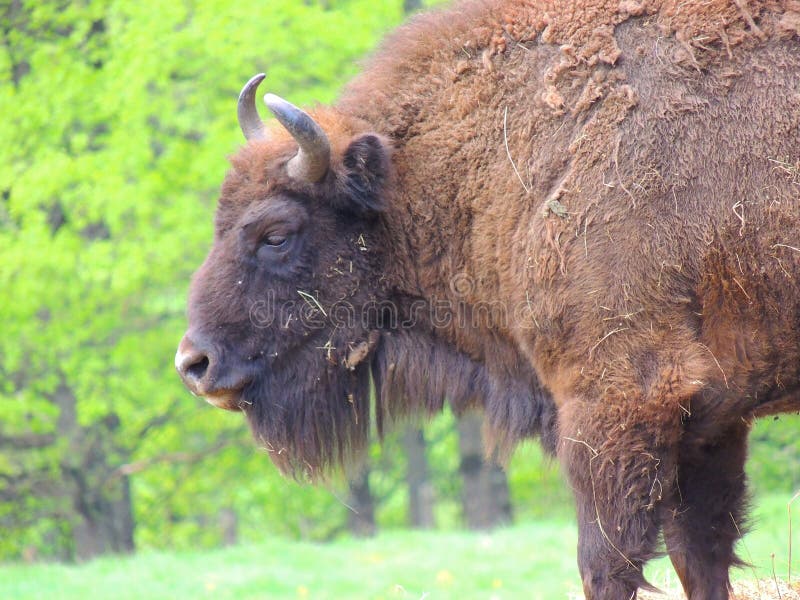Bison stock image. Image of bison, closeup, nature, wild - 79526569