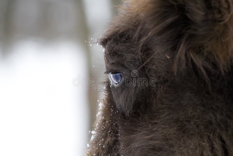 Nose bison close up stock image. Image of vapor, frost - 65615065