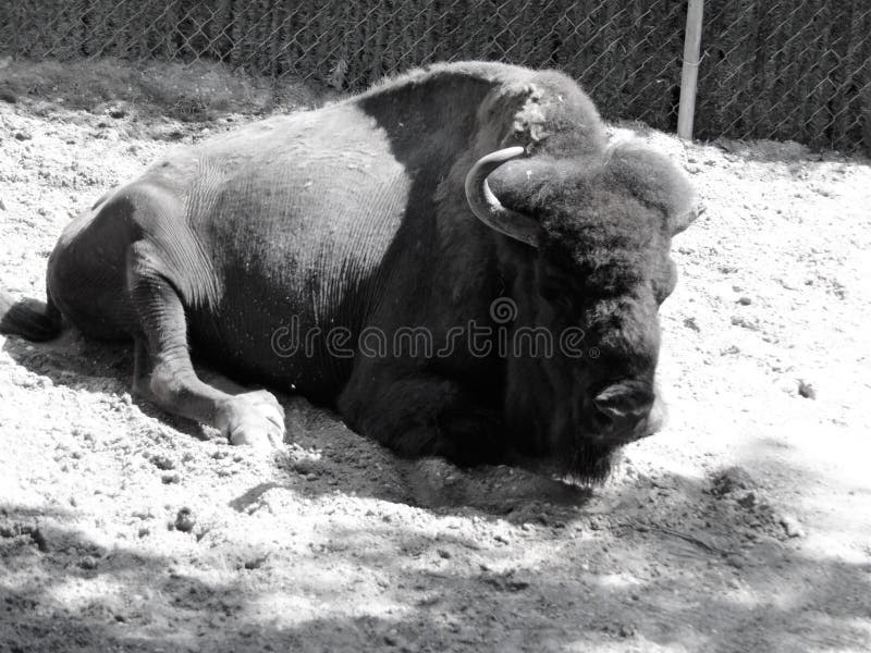 Bison stock image. Image of animals, portrait, buffalo - 98484625