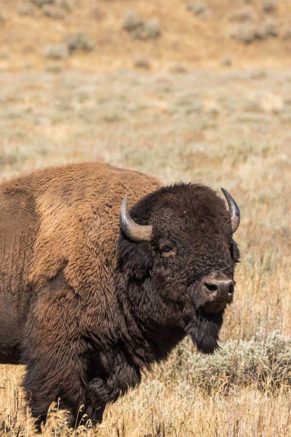 Bison Close Up stock image. Image of mammal, animal, herd - 87398117