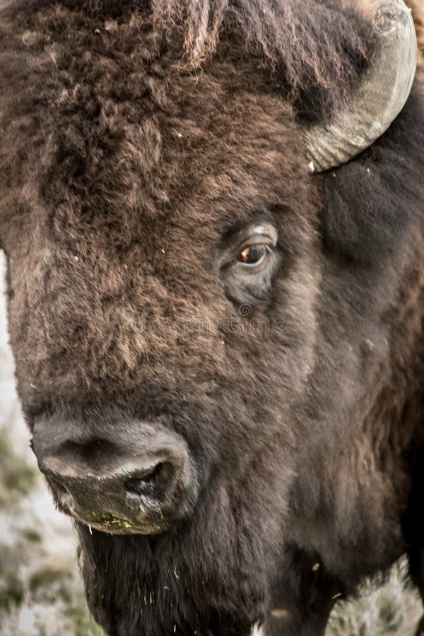 Close Up of a Bison`s Head stock photo. Image of utah - 190732368