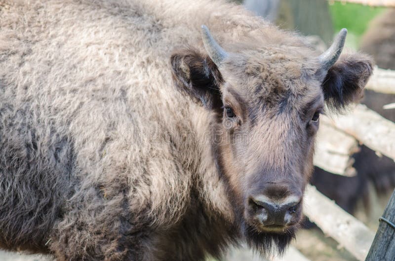 Bison closeup stock image. Image of season, unique, hateg - 30881209