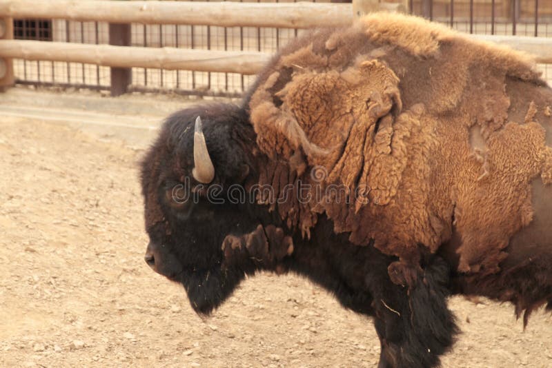 The Bison Costs in the Shelter of a Zoo, a Side View Stock Image ...