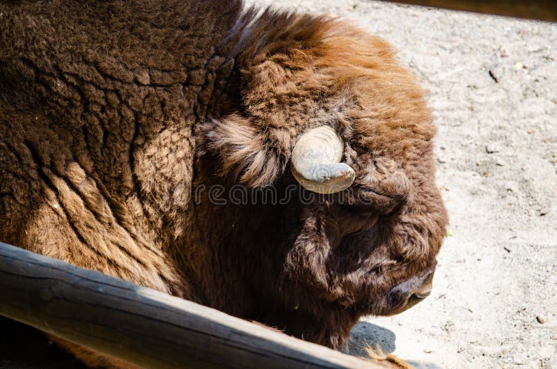 The Bison Costs in the Shelter of a Zoo, a Side View Stock Photo ...