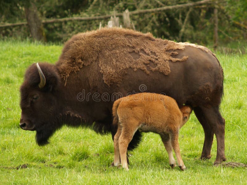 Bison Cow with Calf stock image. Image of range, wildlife - 2483313