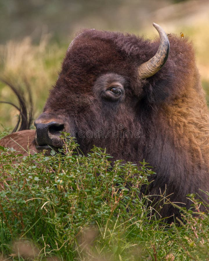 Bison Cow Hiding fotografia stock. Immagine di bufalo - 58276456