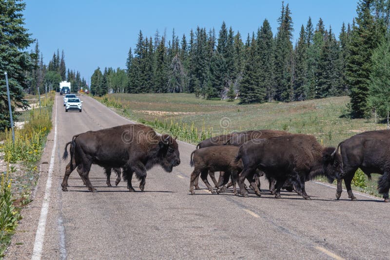 Bison Crossing Road at Grand Canyon National Park Stock Photo - Image ... Bison Crossing Road at Grand Canyon National Park Stock Photo - Image ...