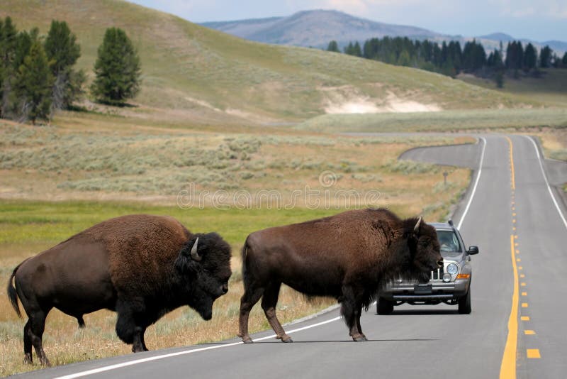 Bison Crossing the Road in Yellowstone Stock Image - Image of brown ...