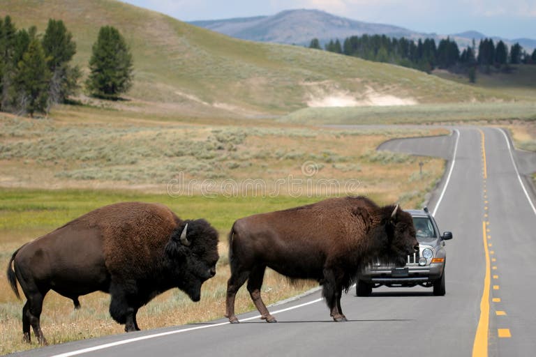 Bison Crossing the Road in Yellowstone Stock Image - Image of brown ...