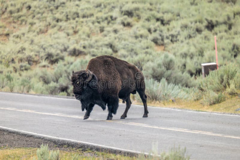 Bison Crossing the Road in Yellowstone National Park Stock Photo ...