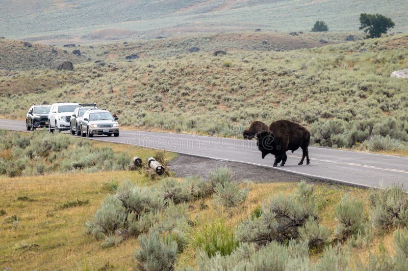 Bison Crossing the Road in Yellowstone National Park Stock Photo ...