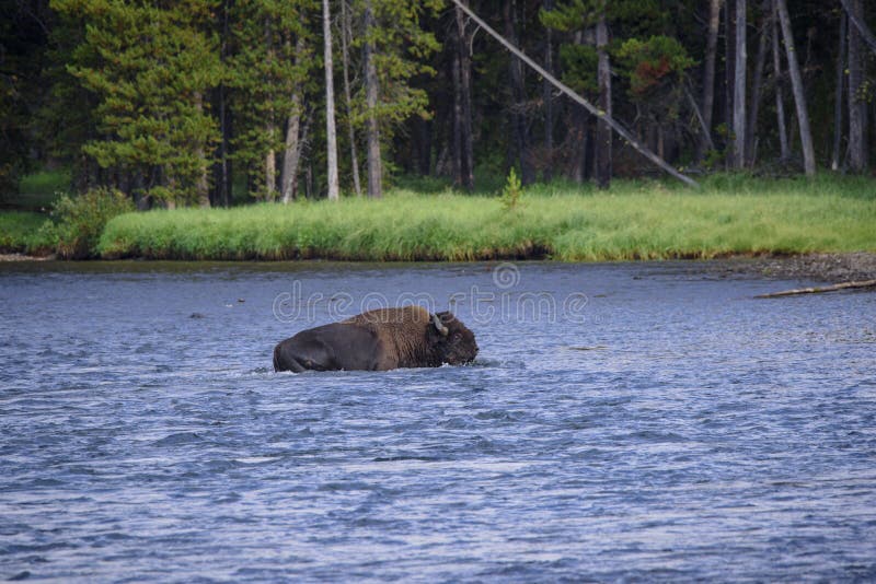 Bison Crossing the Yellowstone River Stock Image - Image of wild ...